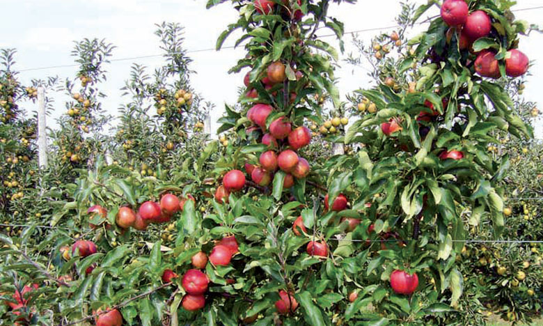 Maroc Export s’allie à quatre coopératives - Le Matin.ma